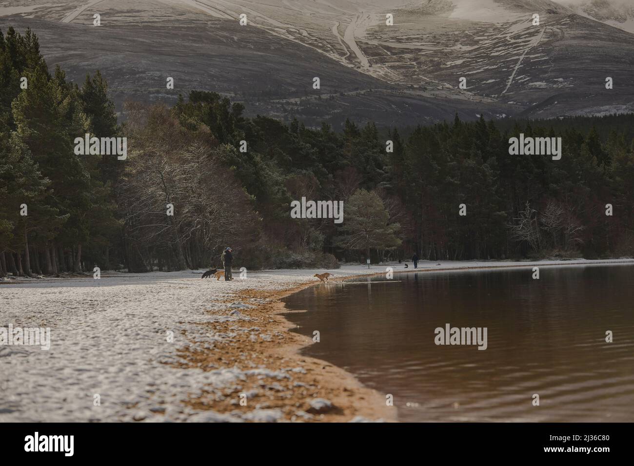 Loch Morlich beach in the Scottish highlands is snowfell after Scotland ...