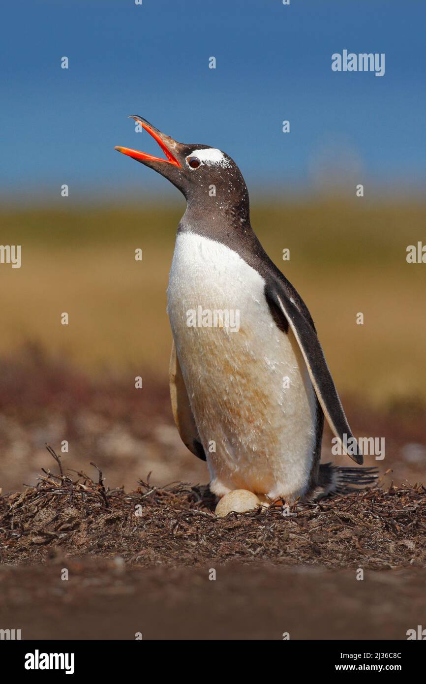 Arctic climate polar ice egg hi-res stock photography and images - Alamy