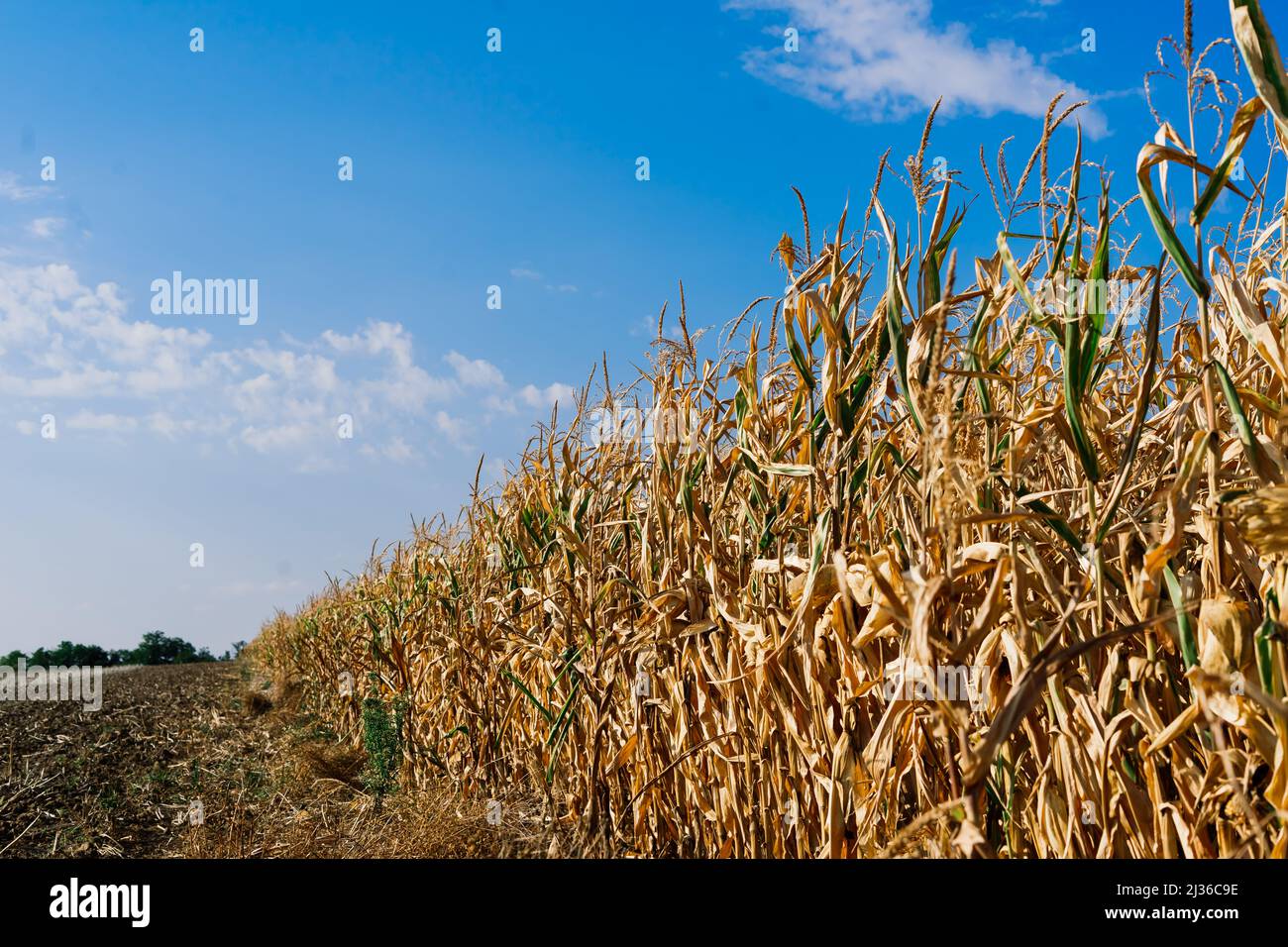 Dried out corn field in Germany, autumn sunny day, a blue sky Stock ...