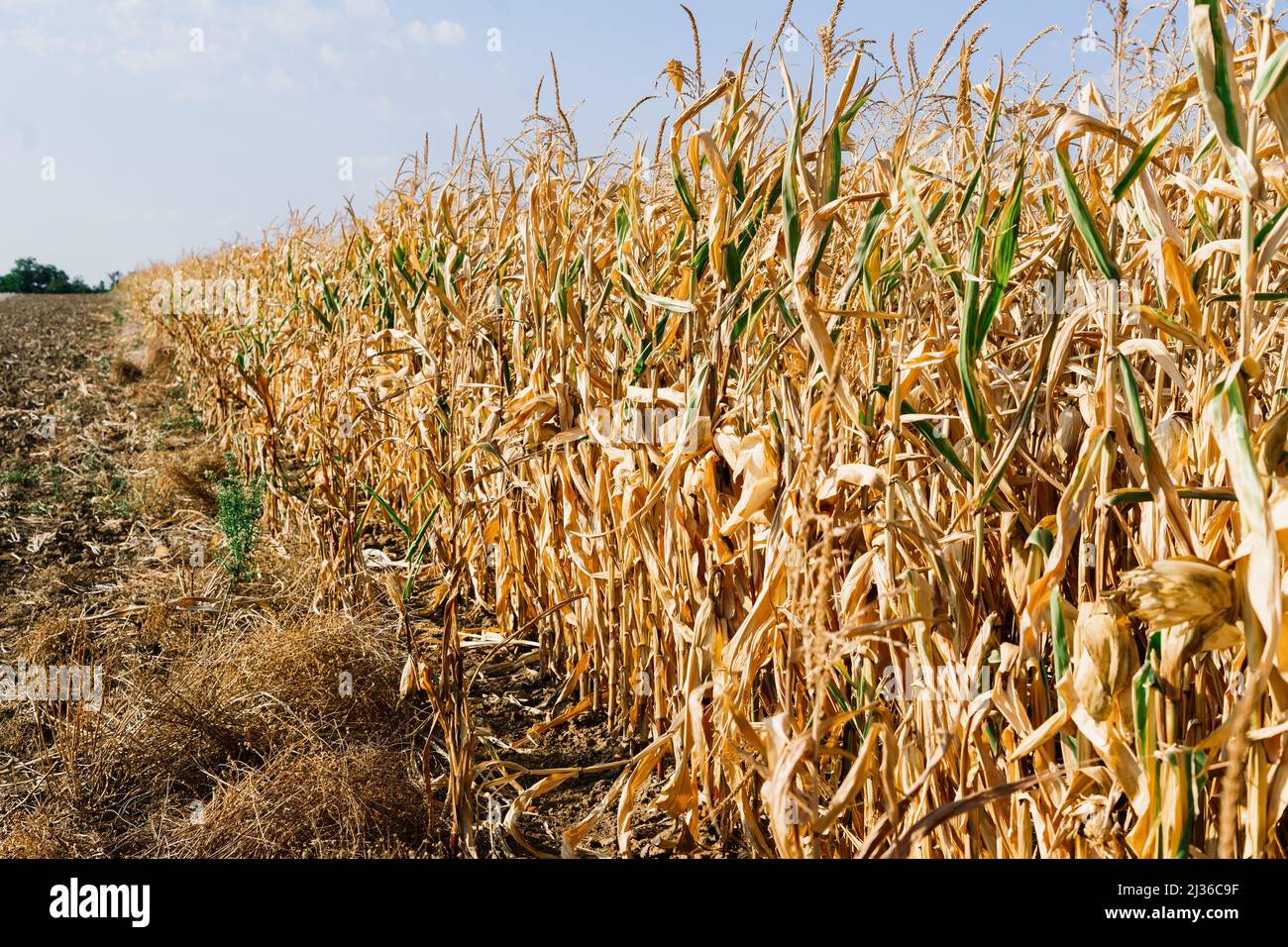 Dried out corn field in Germany, autumn sunny day, a blue sky Stock ...