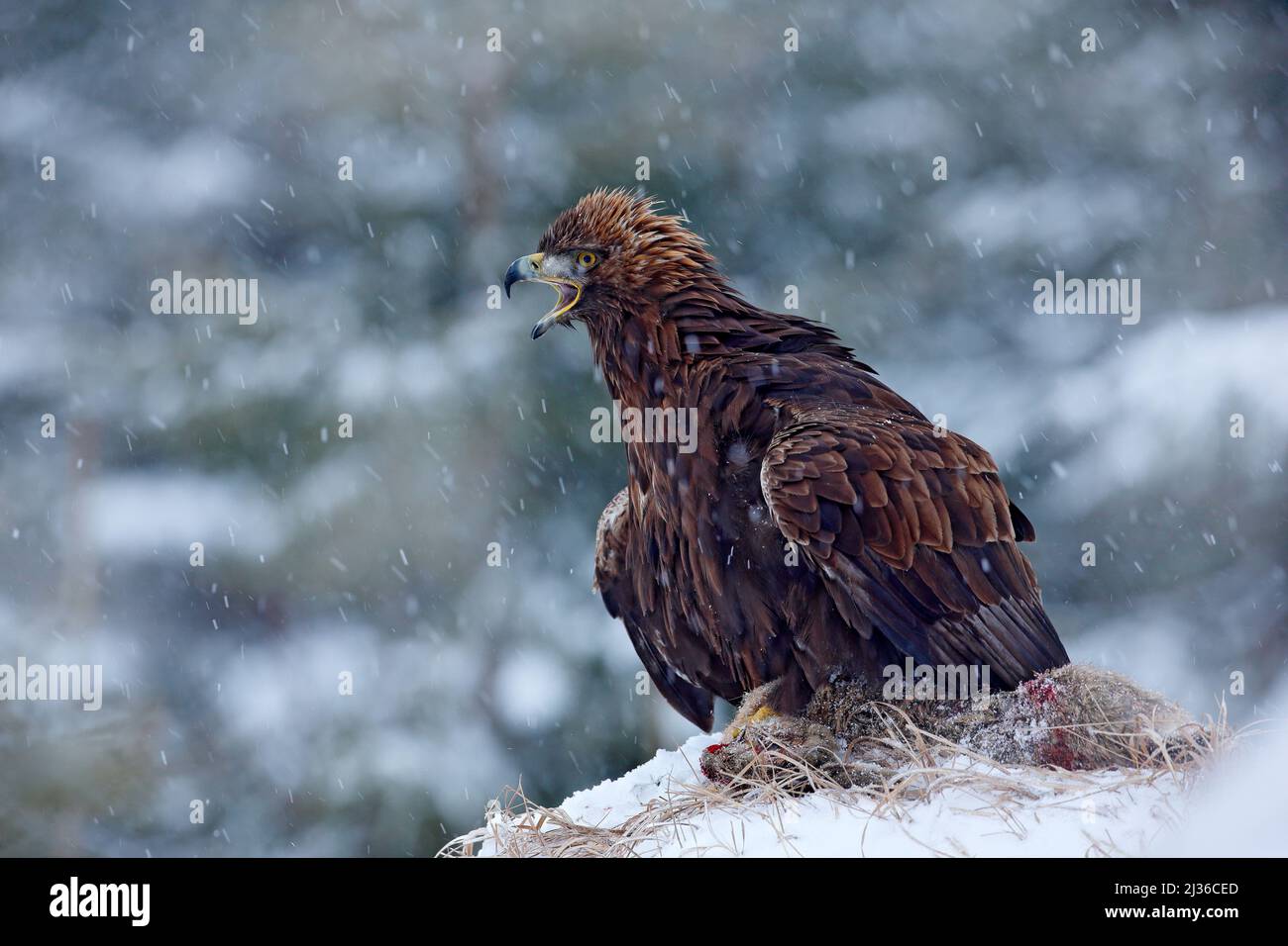 Golden Eagle in snow with kill hare, snow in the forest during winter ...