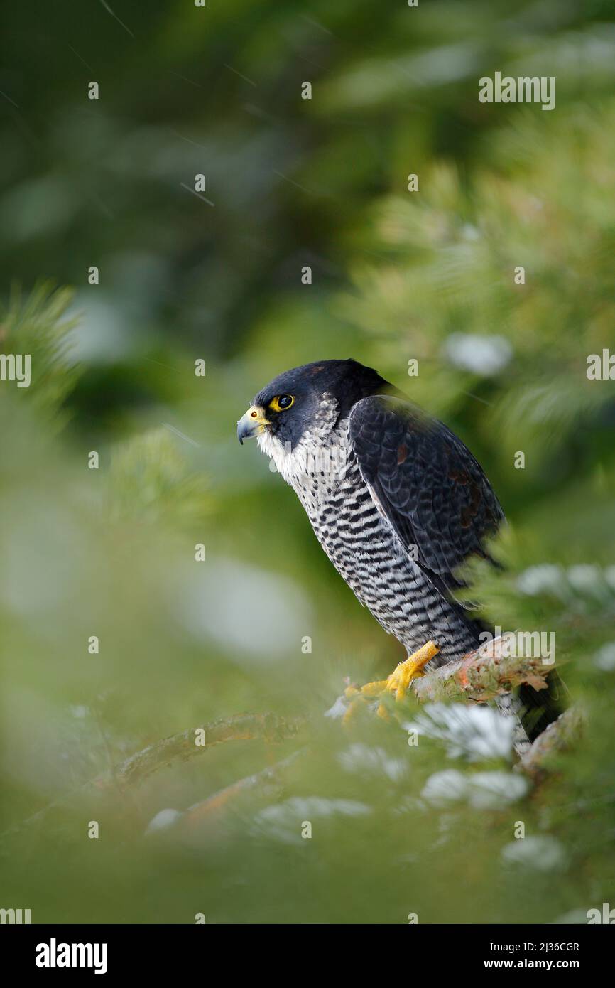 Peregrine Falcon with fly snow sitting on the tree with dark green ...