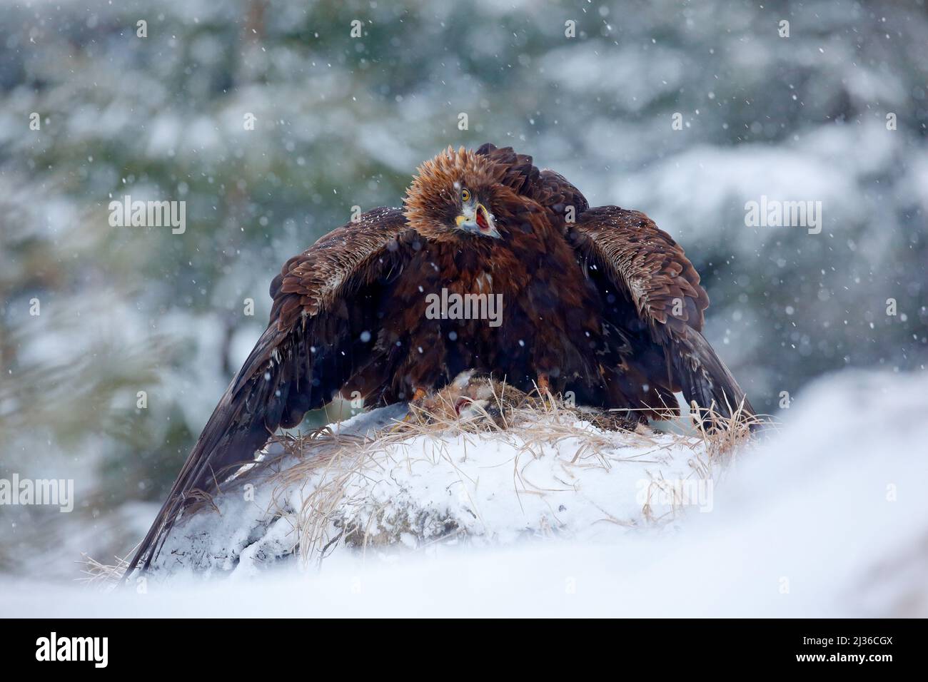 Wildlife scene from winter nature. Golden Eagle in snow with kill hare ...