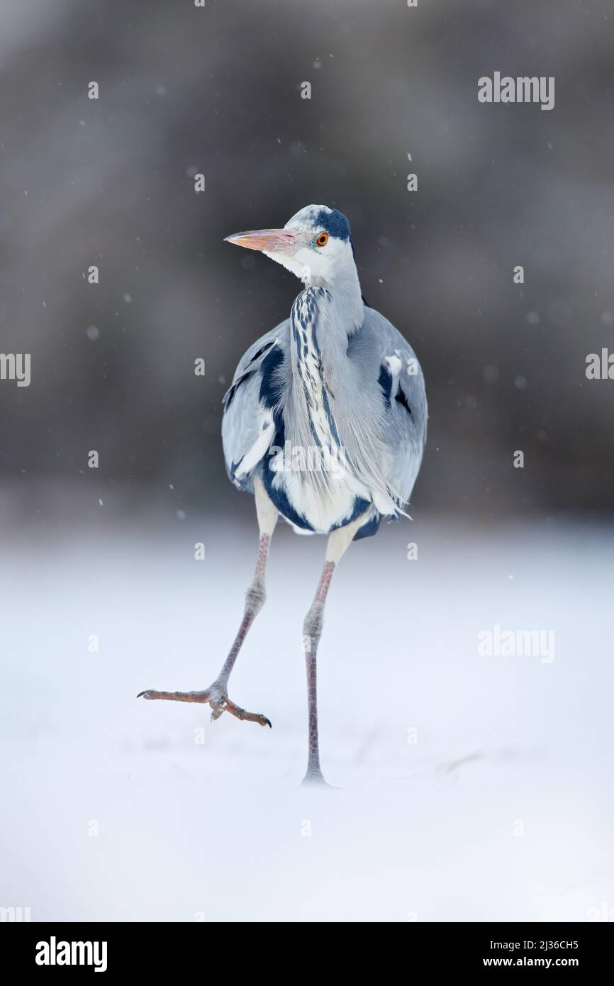 Grey Heron in white snow wind during cold winter. Wildlife scene from ...