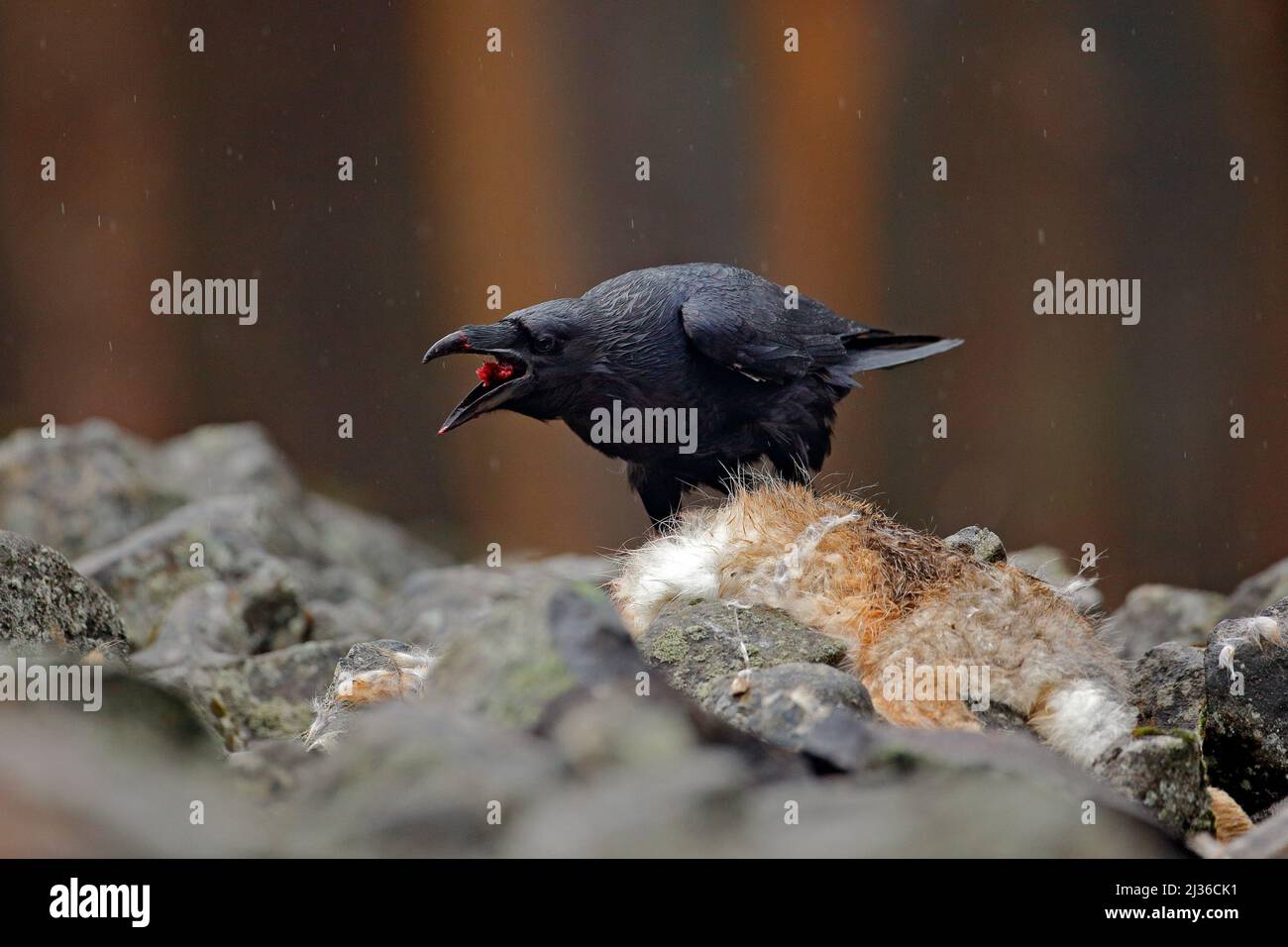 Blood red bill hi-res stock photography and images - Alamy