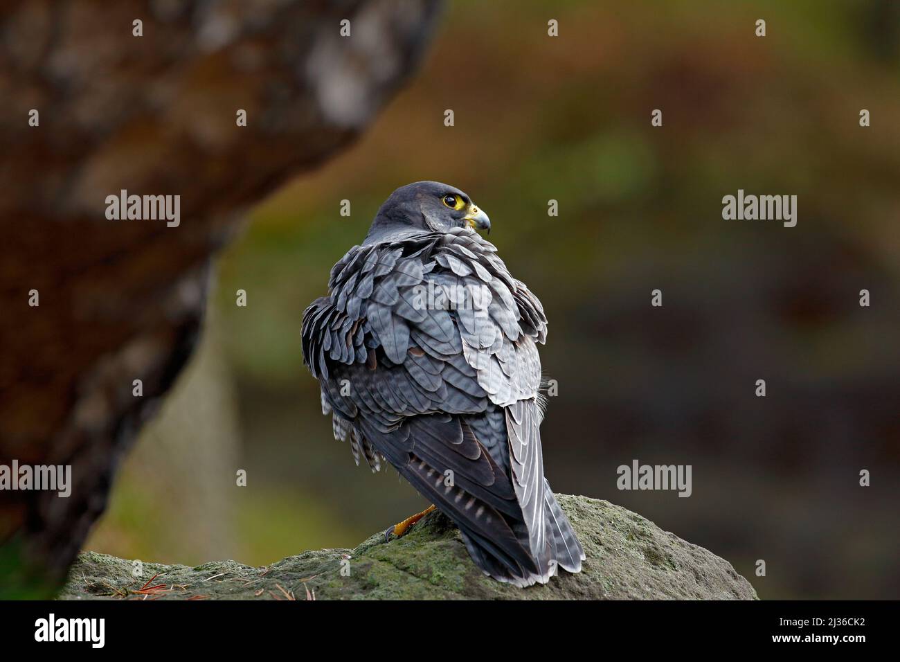 Roc bird hi-res stock photography and images - Alamy