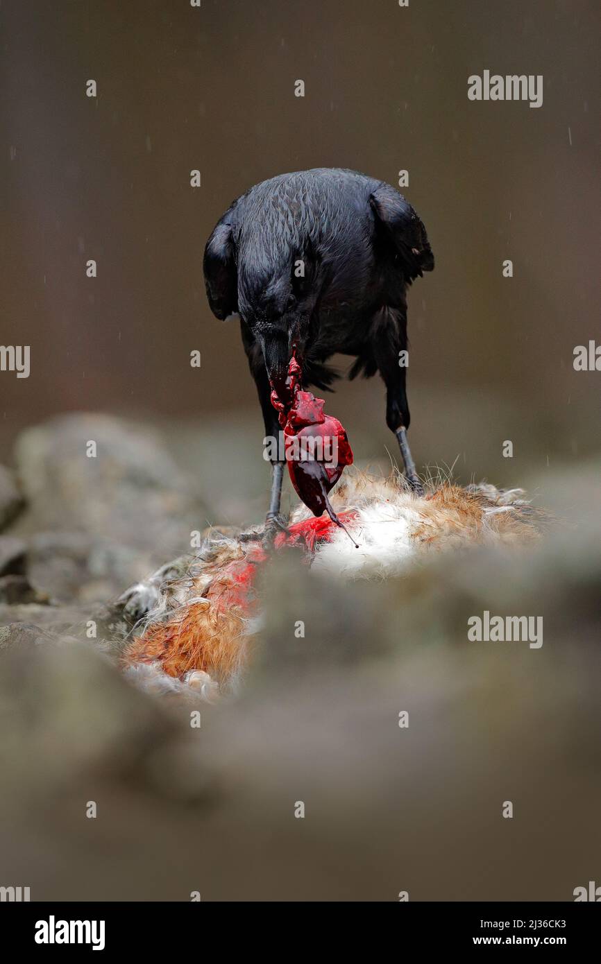 Raven with catch. Black bird raven with dead red fox, bloody heart in ...