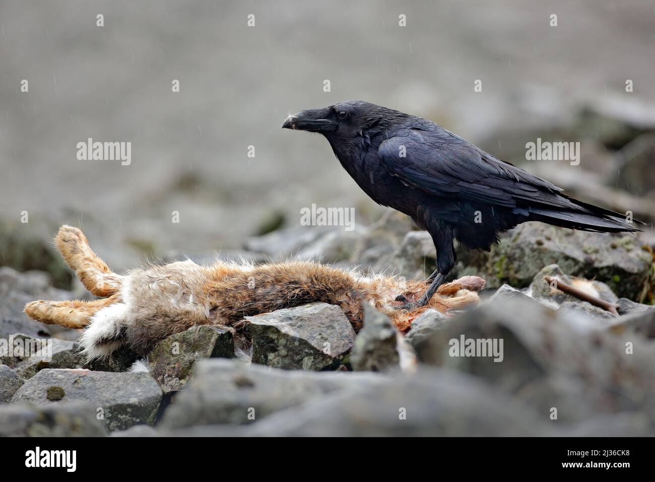 Raven with dead red fox, sitting on the stone. Bird behaviour in nature ...