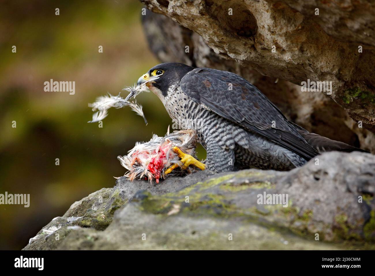 Peregrine Falcon, bird of prey sitting on the stone with orange autumn ...