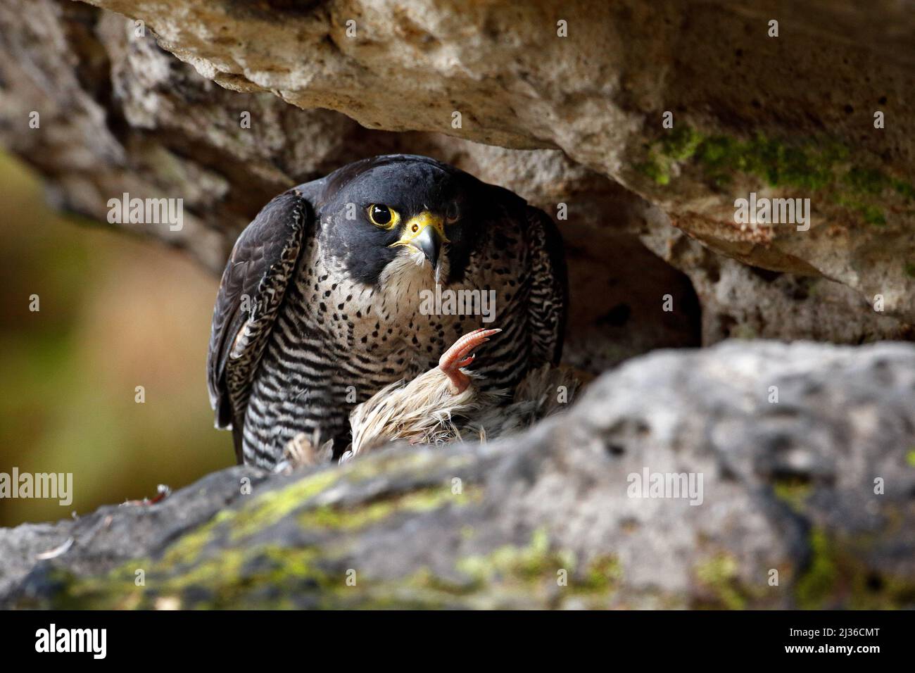 Peregrine Falcon sitting in the rock with catch bird, food on the stone ...