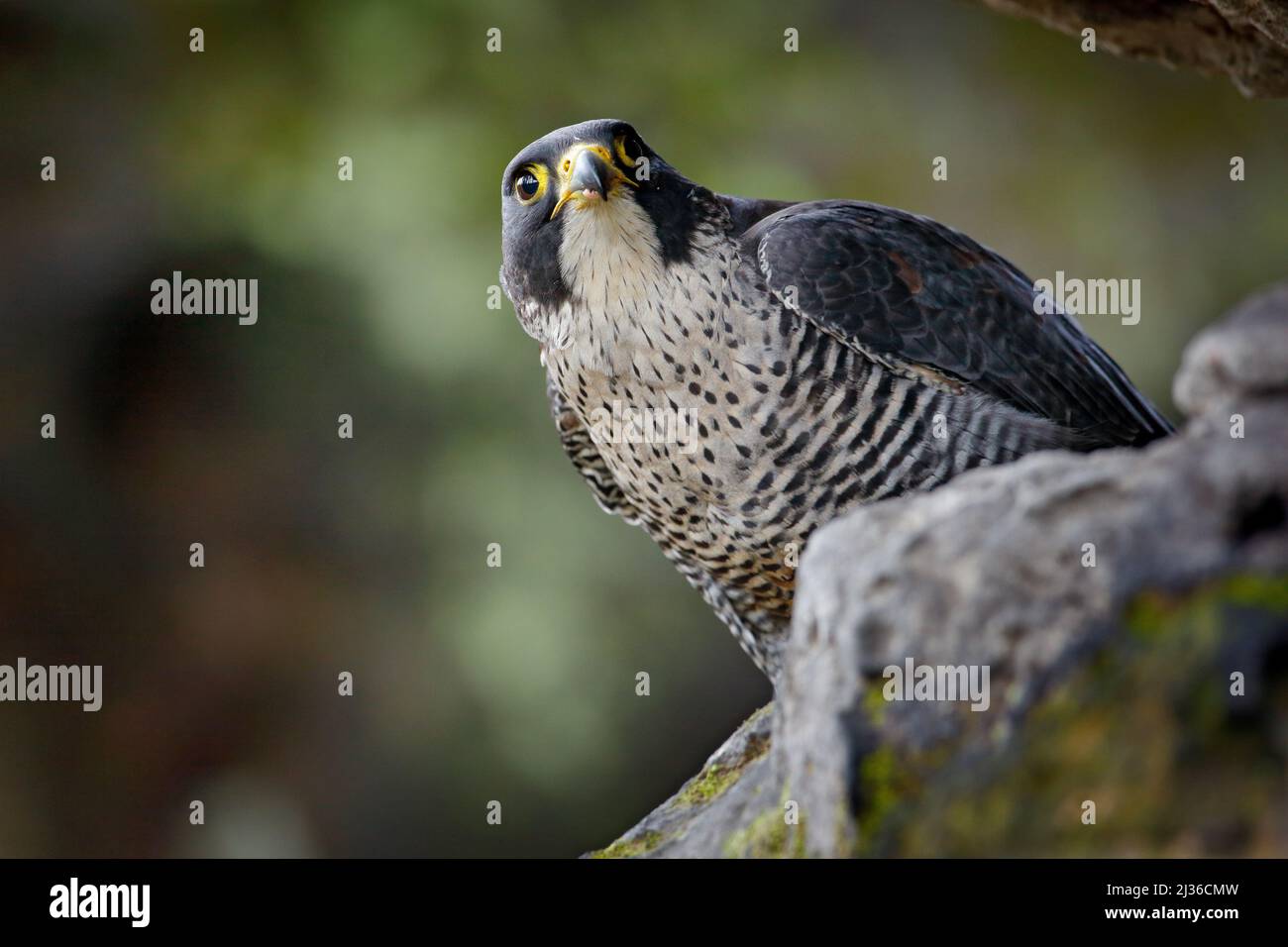 Peregrine Falcon sitting in rock. Rare bird in nature habitat. Falcon ...