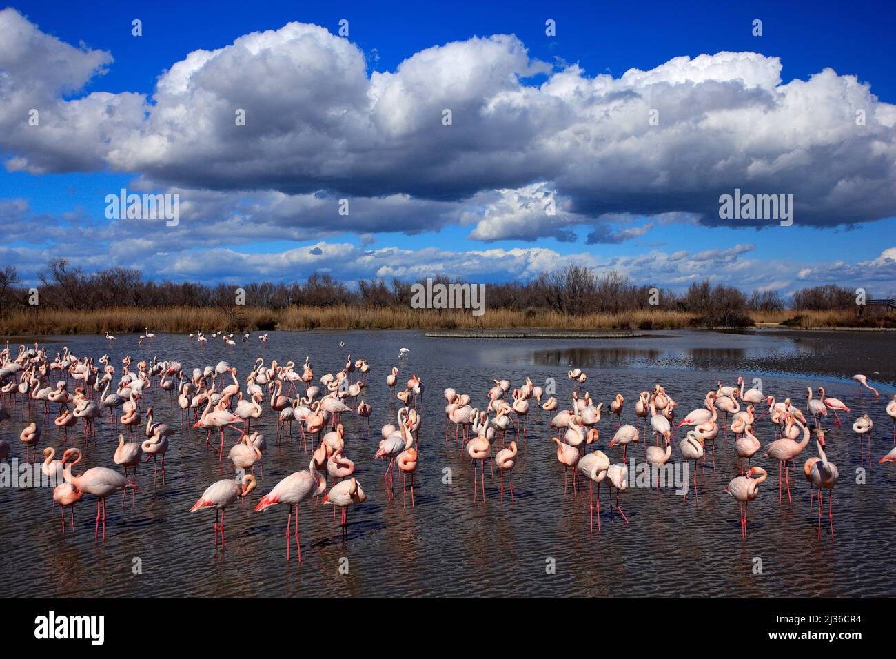 Flock of Greater Flamingo, Phoenicopterus ruber, nice pink big bird ...