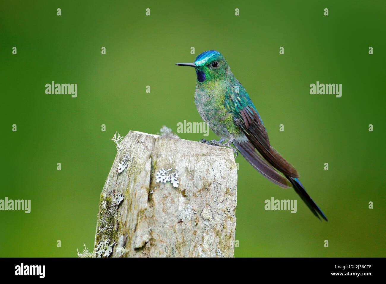 Long-tailed Sylph, hummingbird with long blue tail in the nature ...