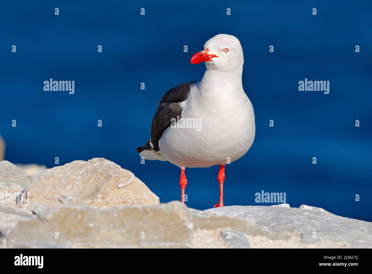 Dolphin gull, Larus scoresbii. Gull in the water.Sand white beach bird ...