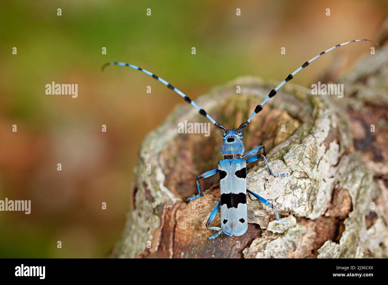 Rosalia Longicorn, Rosalia alpina, in the nature green forest habitat ...