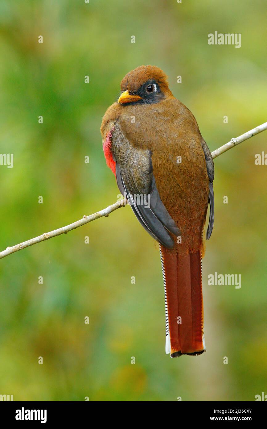 Masked Trogon, Trogon personatus, red and brown bird in the nature ...
