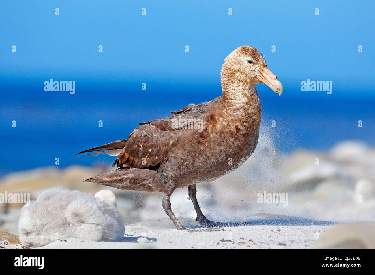 Sea Lion Island, Falkland Island. Bird in sand. Giant petrel ...