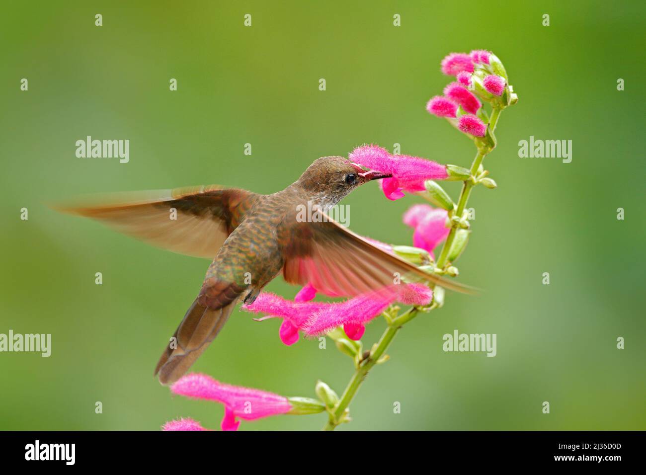 Hummingbird Brown Inca, Coeligena wilsoni, flying next to beautiful ...