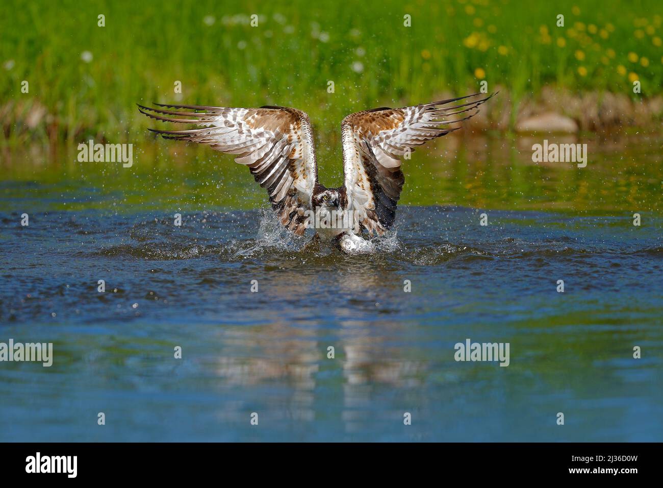Osprey catch fish. Flying osprey with fish. Action scene with bird ...