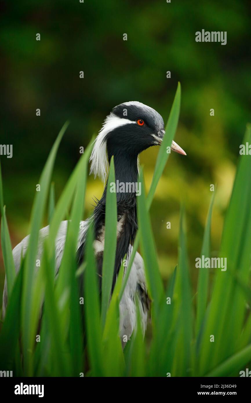 Demoiselle Crane, Anthropoides virgo, bird hiden in grass near the ...