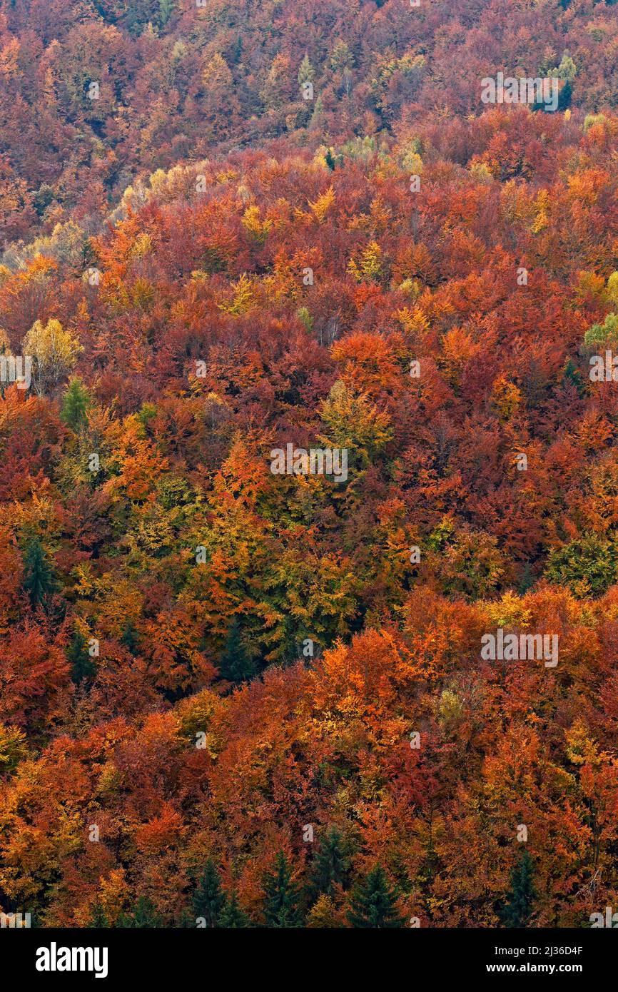Autumn forest, many trees in the orange hills, orange oak, yellow birch ...