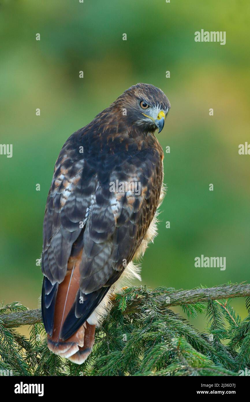 Red-tailed Hawk, Buteo jamaicensis, bird of prey portrait with open ...