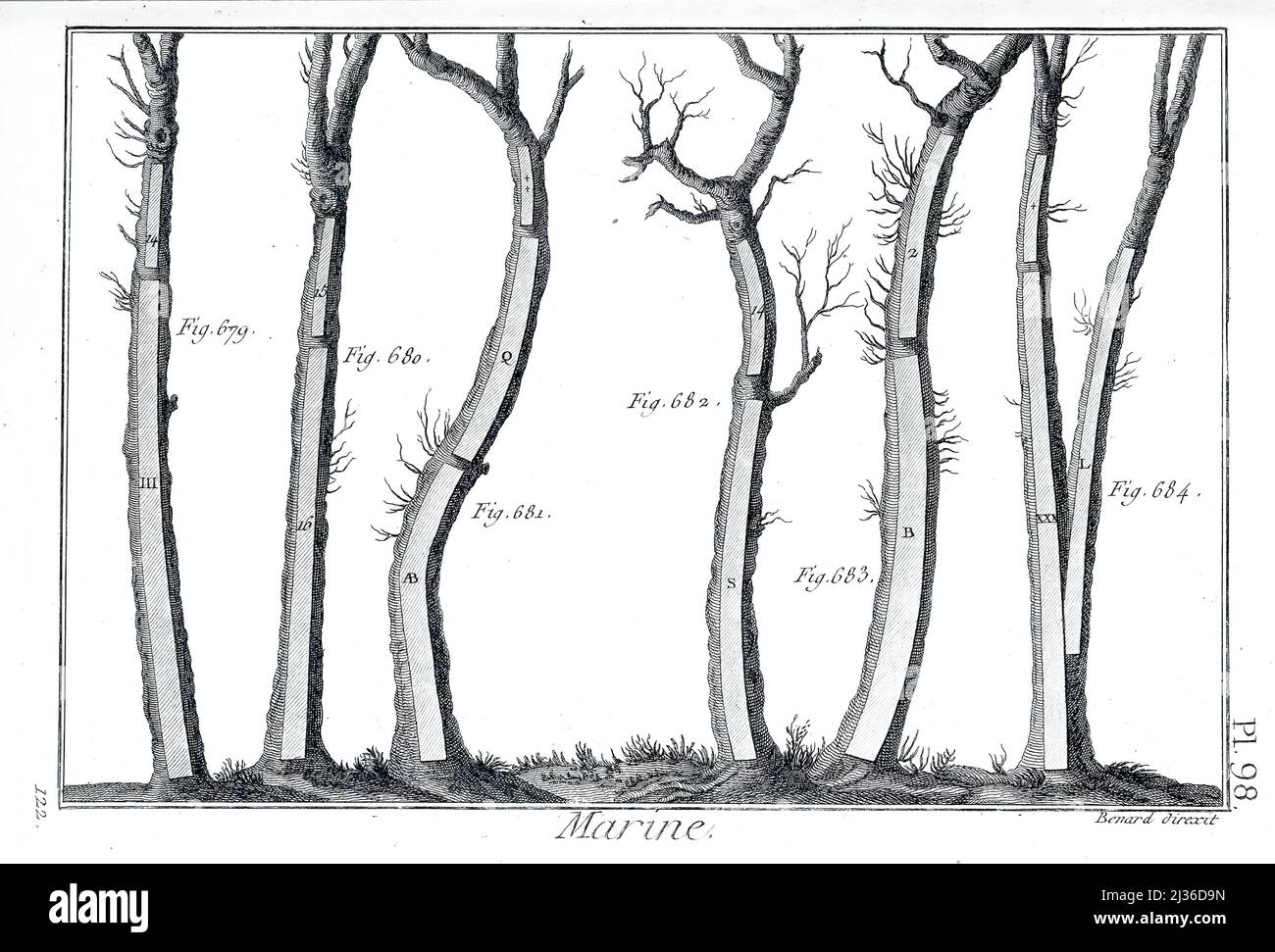 how to grow and utilize trees for shipbuilding From the Encyclopédie ...