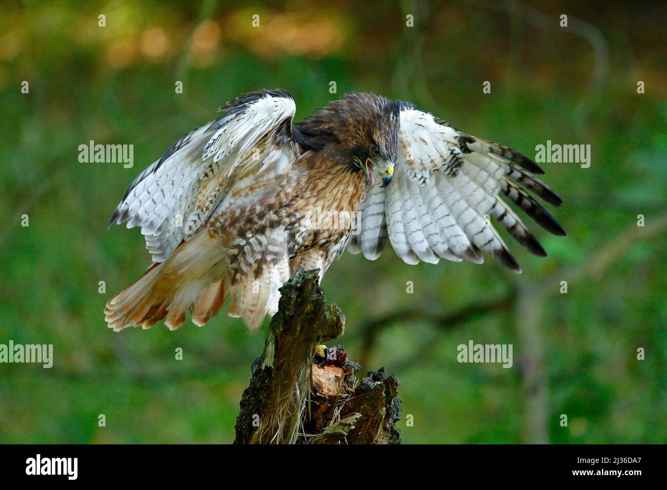 Red-tailed Hawk, Buteo jamaicensis, bird of prey portrait with open ...