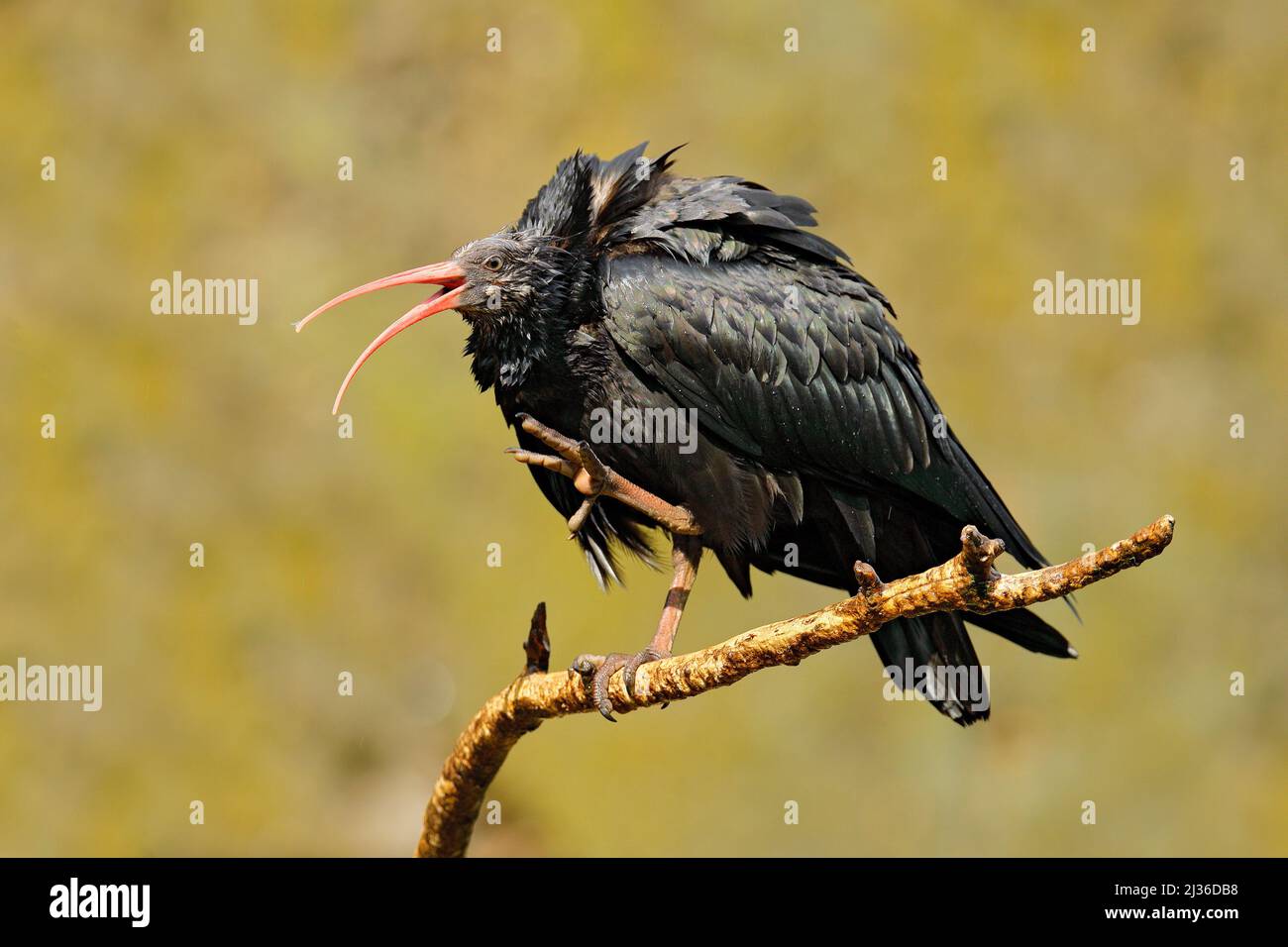 Bald Ibis Geronticus eremita, exotic bird in the nature habitat, bird ...