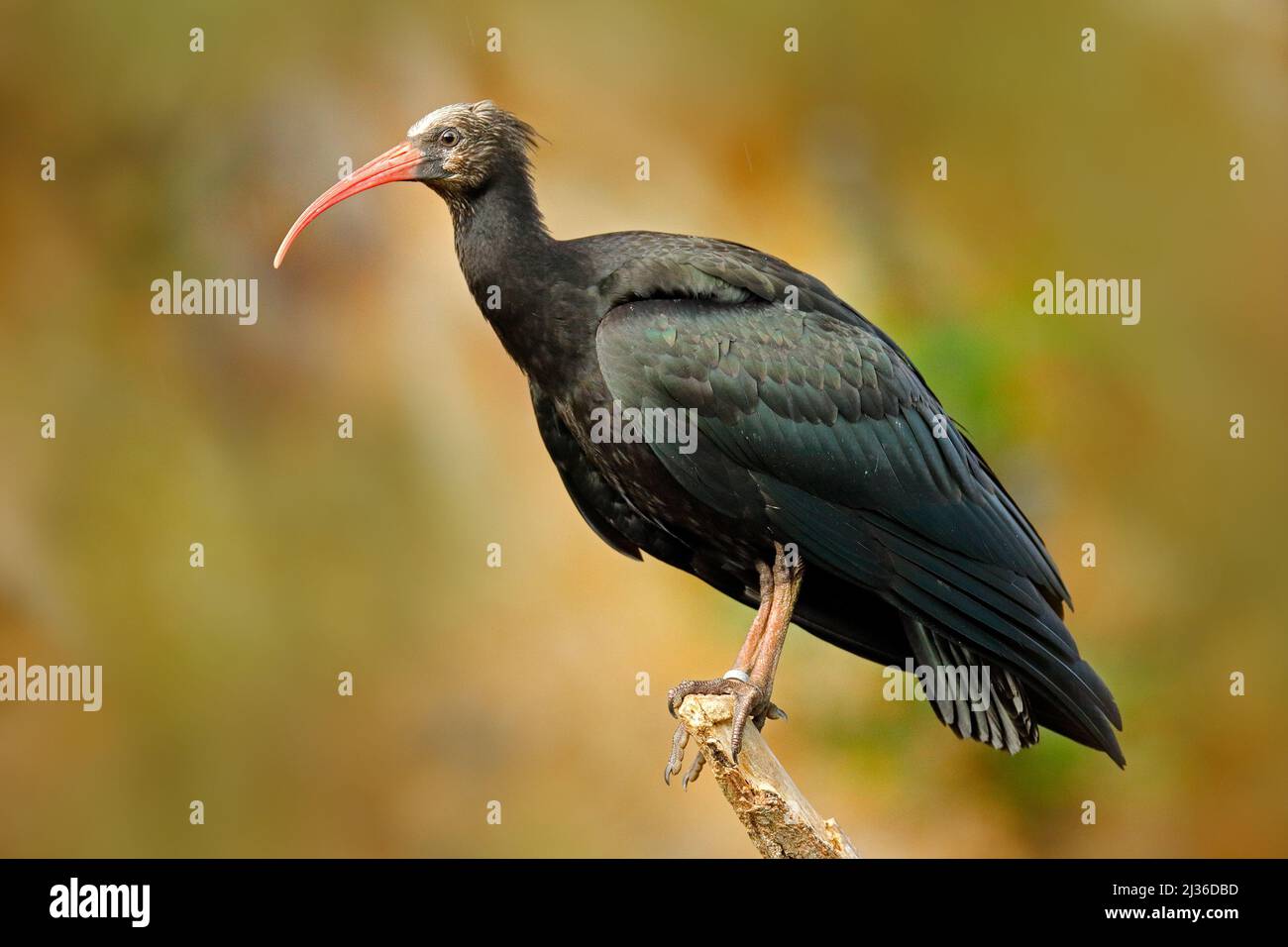 Bald Ibis Geronticus eremita, exotic bird in the nature habitat, bird ...
