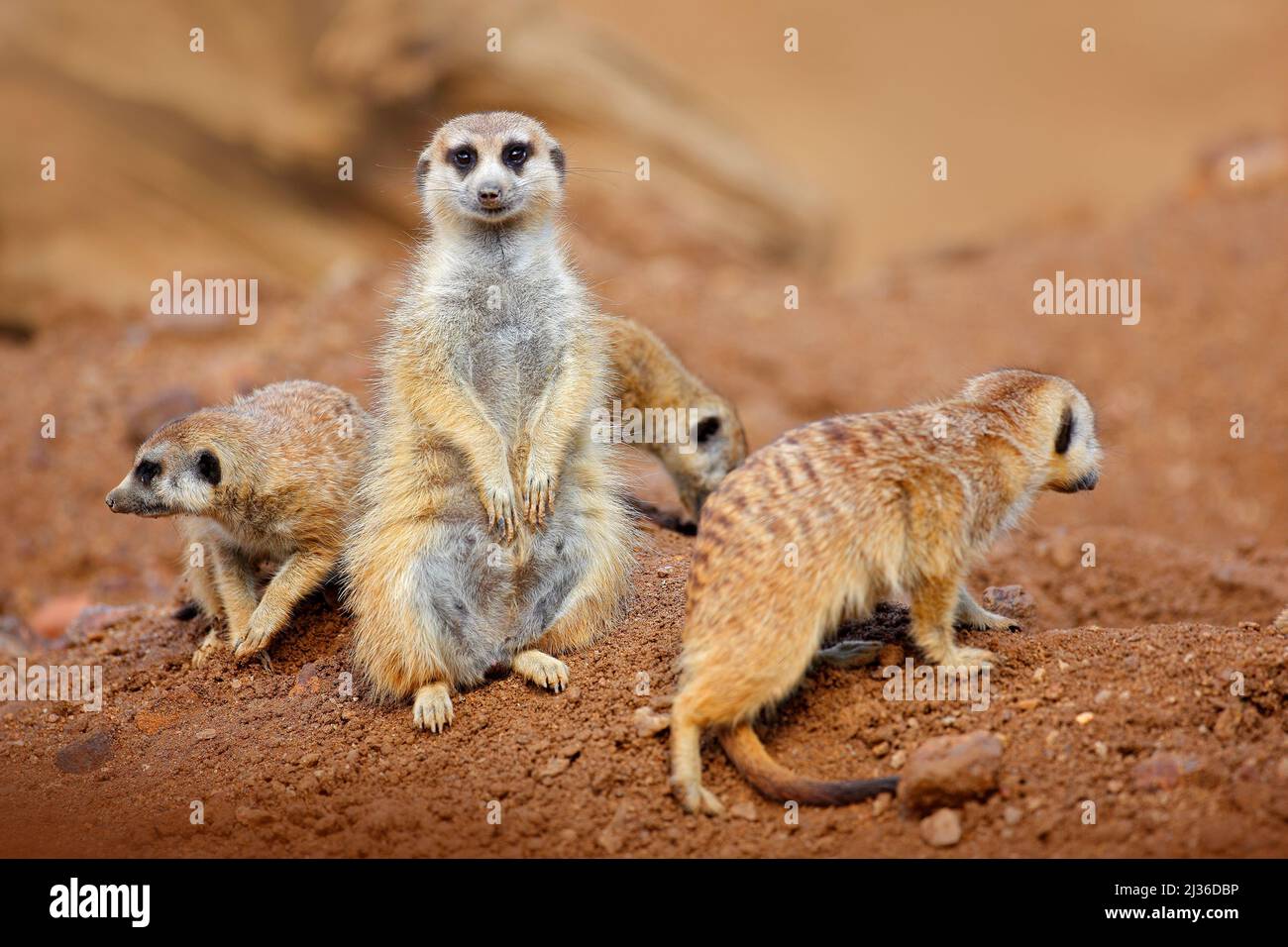 Big Animal family. Funny image from Africa nature. Cute Meerkat ...