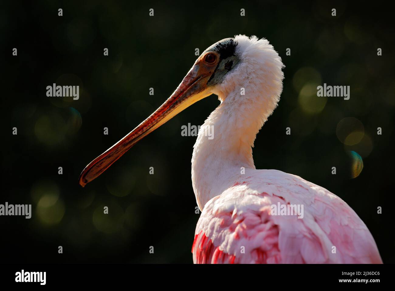 Pink Spoonbill bird. Beautiful sunrise with bird, Platalea ajaja ...