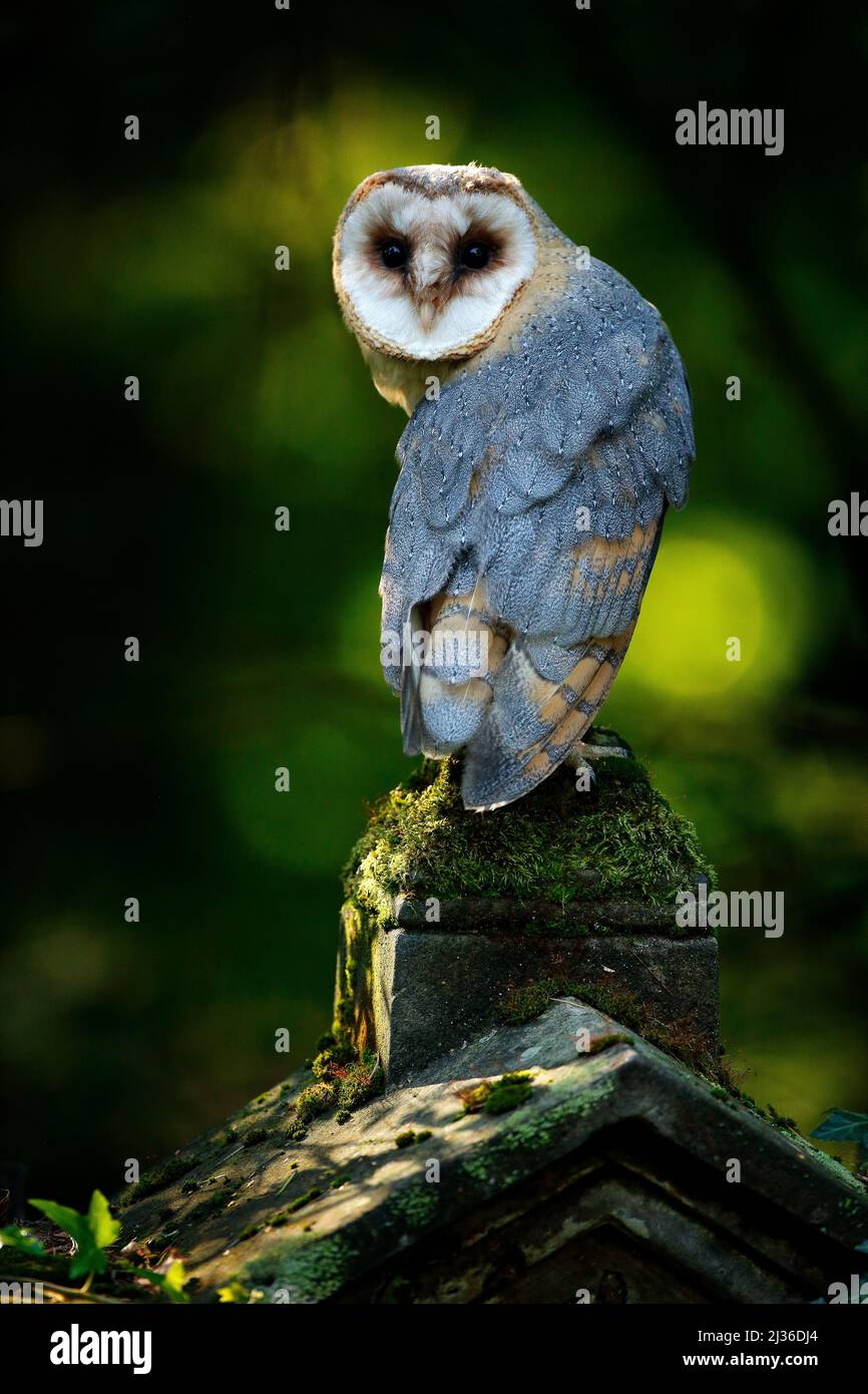 Tito alba, sitting on stone fence in forest cemetery. Wildlife scene ...