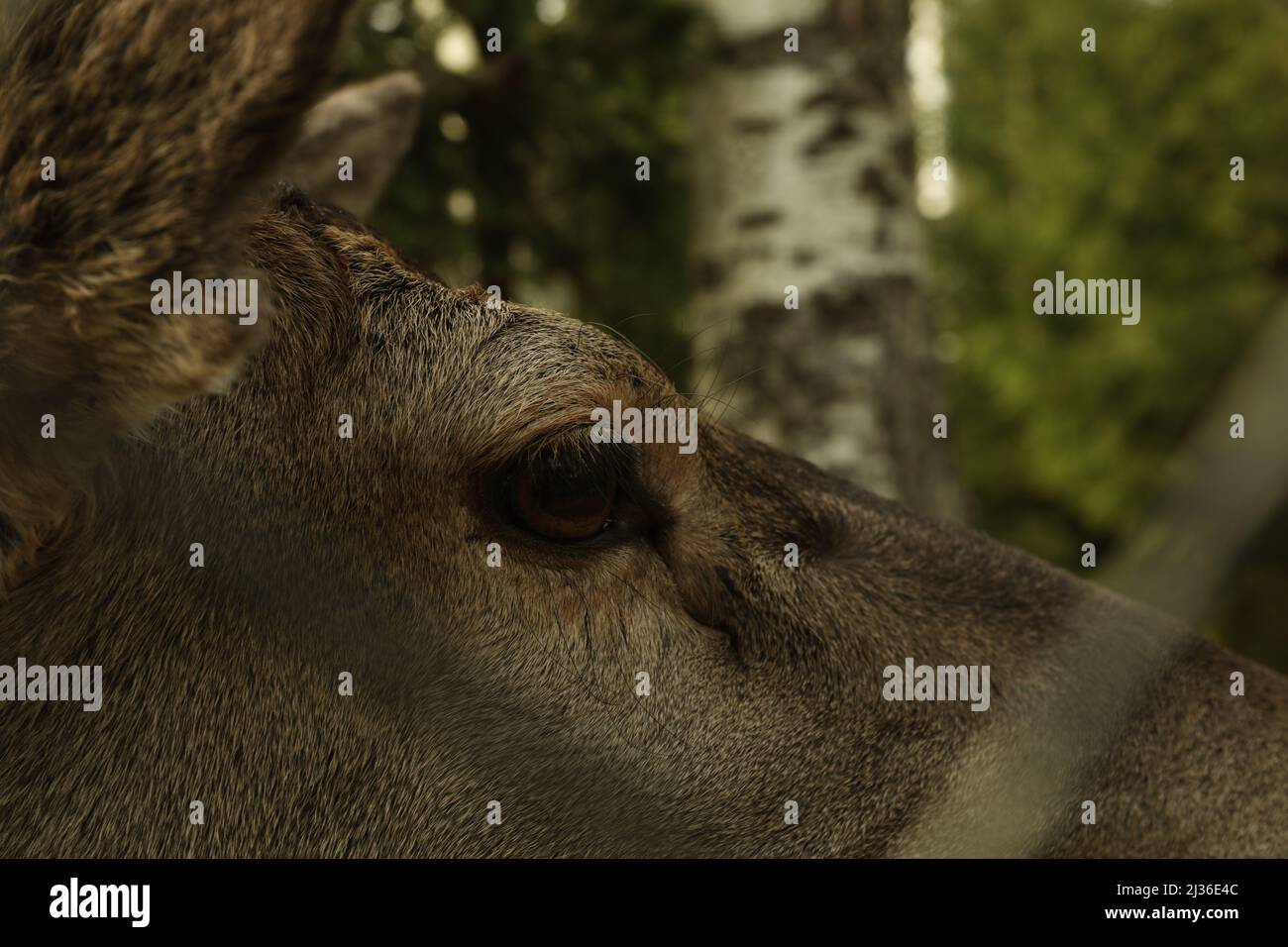 Selective brown alpacas in hi-res stock photography and images - Alamy