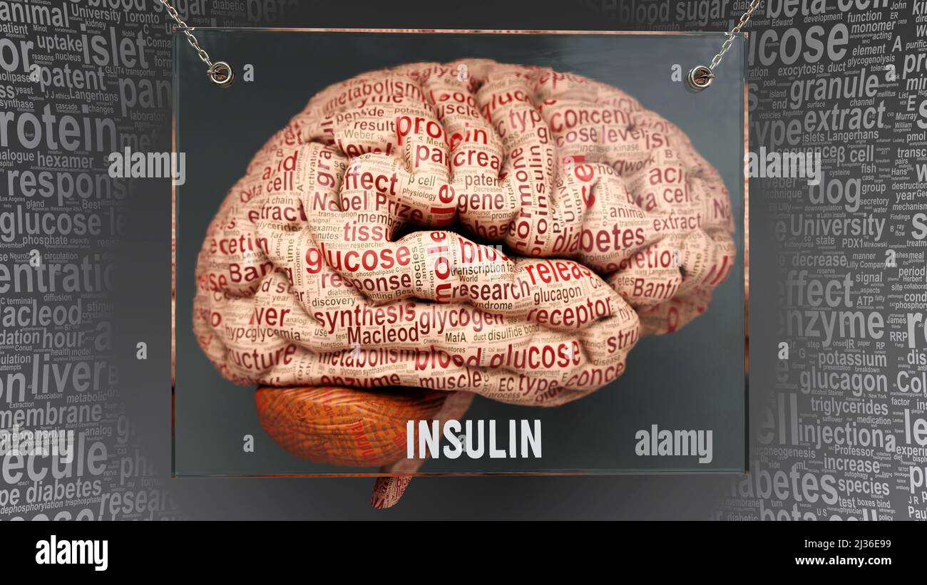 Insulin in human brain - dozens of important terms describing Insulin ...