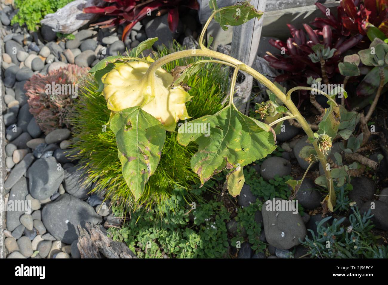 Drooping dead sunflower close-up with drying leaves and petals dropped ...