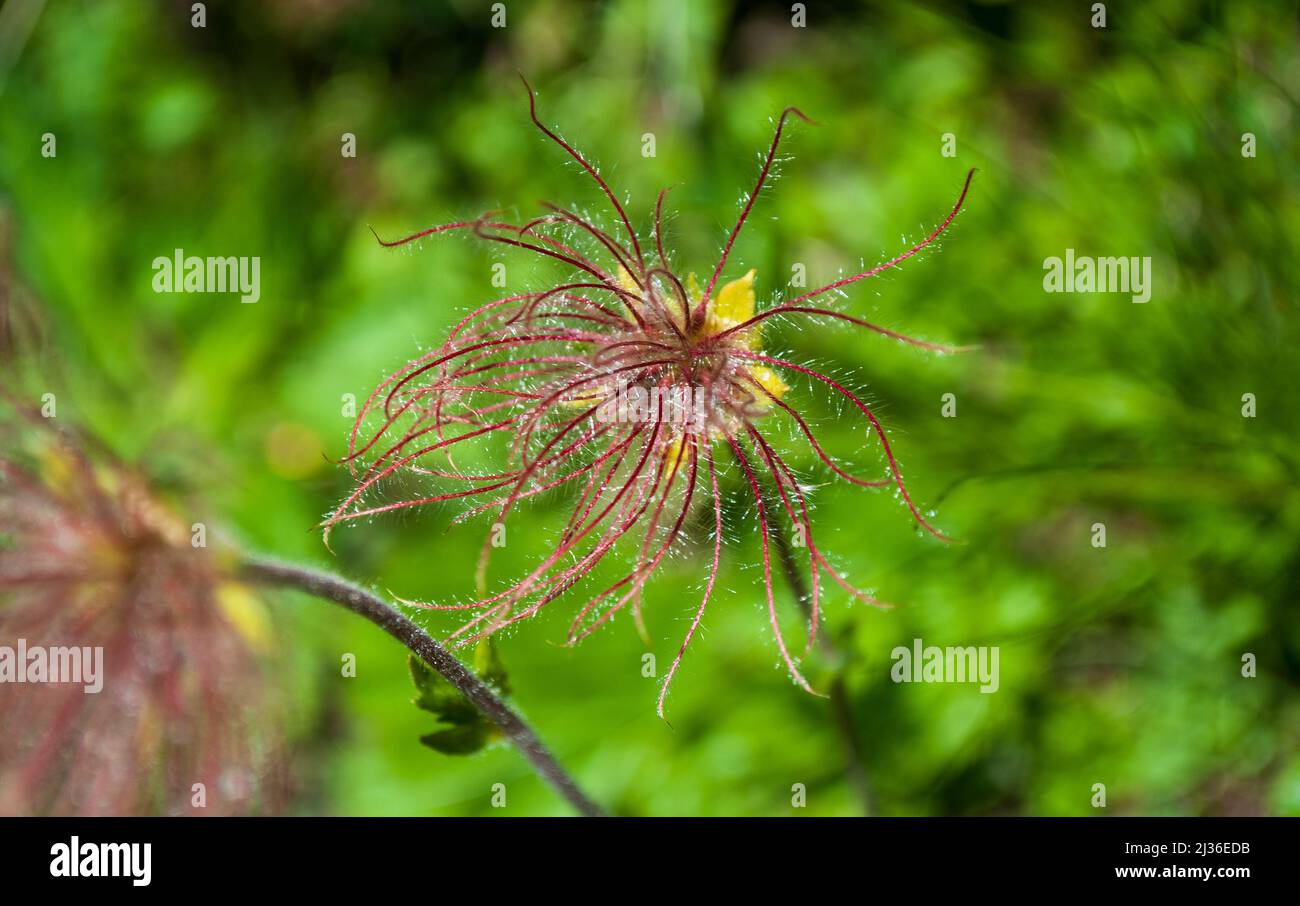 wonders of spring Stock Photo - Alamy