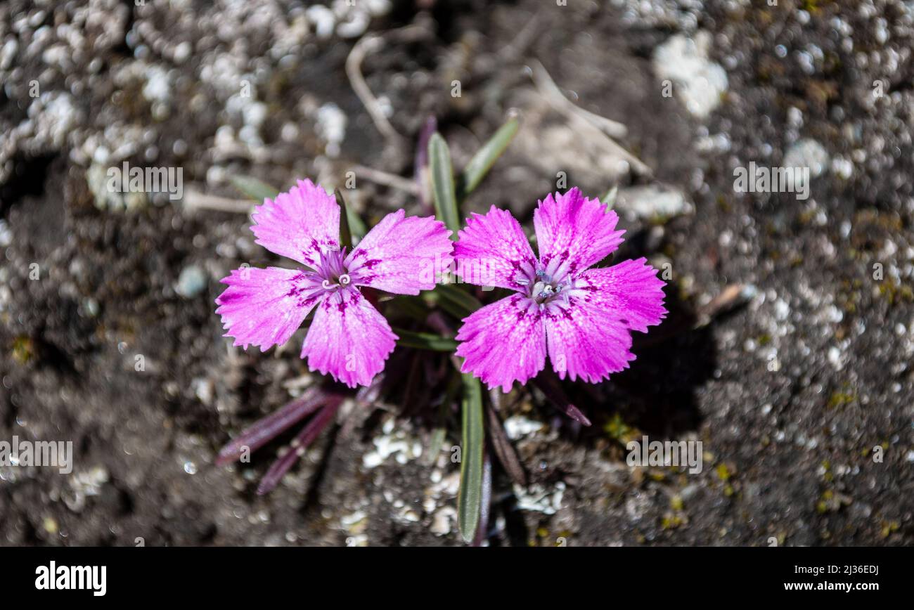 flowers in love Stock Photo - Alamy