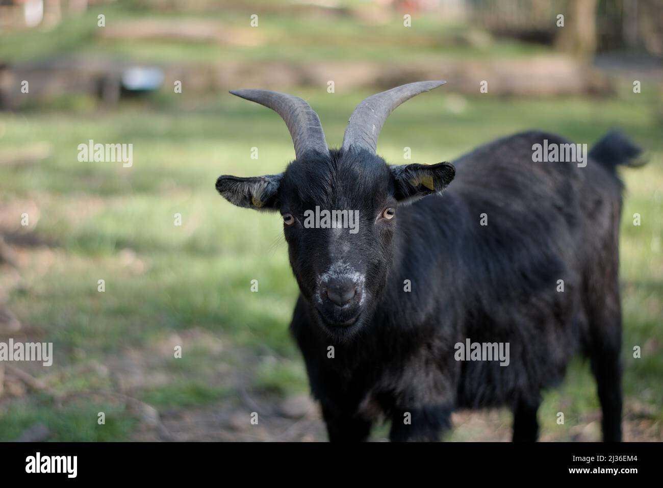 Black goat close portrait hi-res stock photography and images - Alamy
