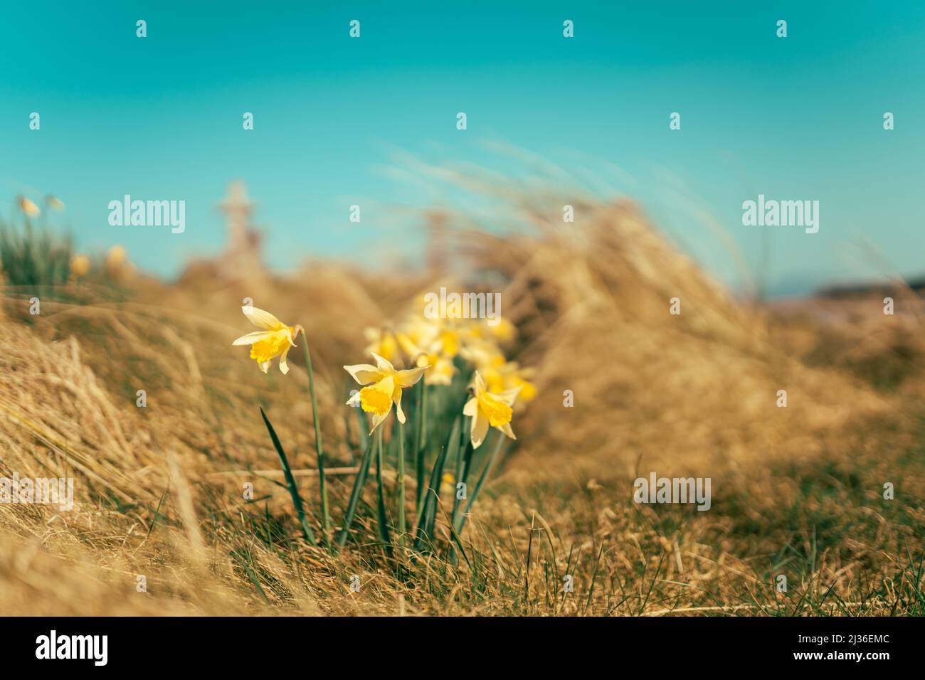 A bunch of daffodils captured in Strandhill, Ireland Stock Photo - Alamy