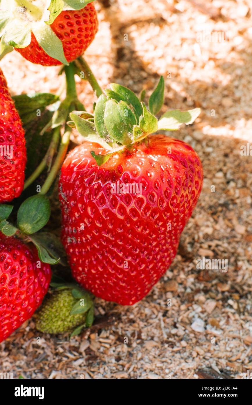 Fresh organic strawberry in garden Stock Photo - Alamy