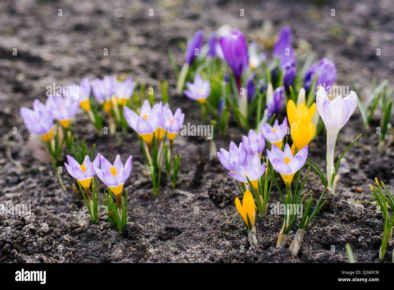 Bright crocus flowers bloom in spring in the garden Stock Photo - Alamy