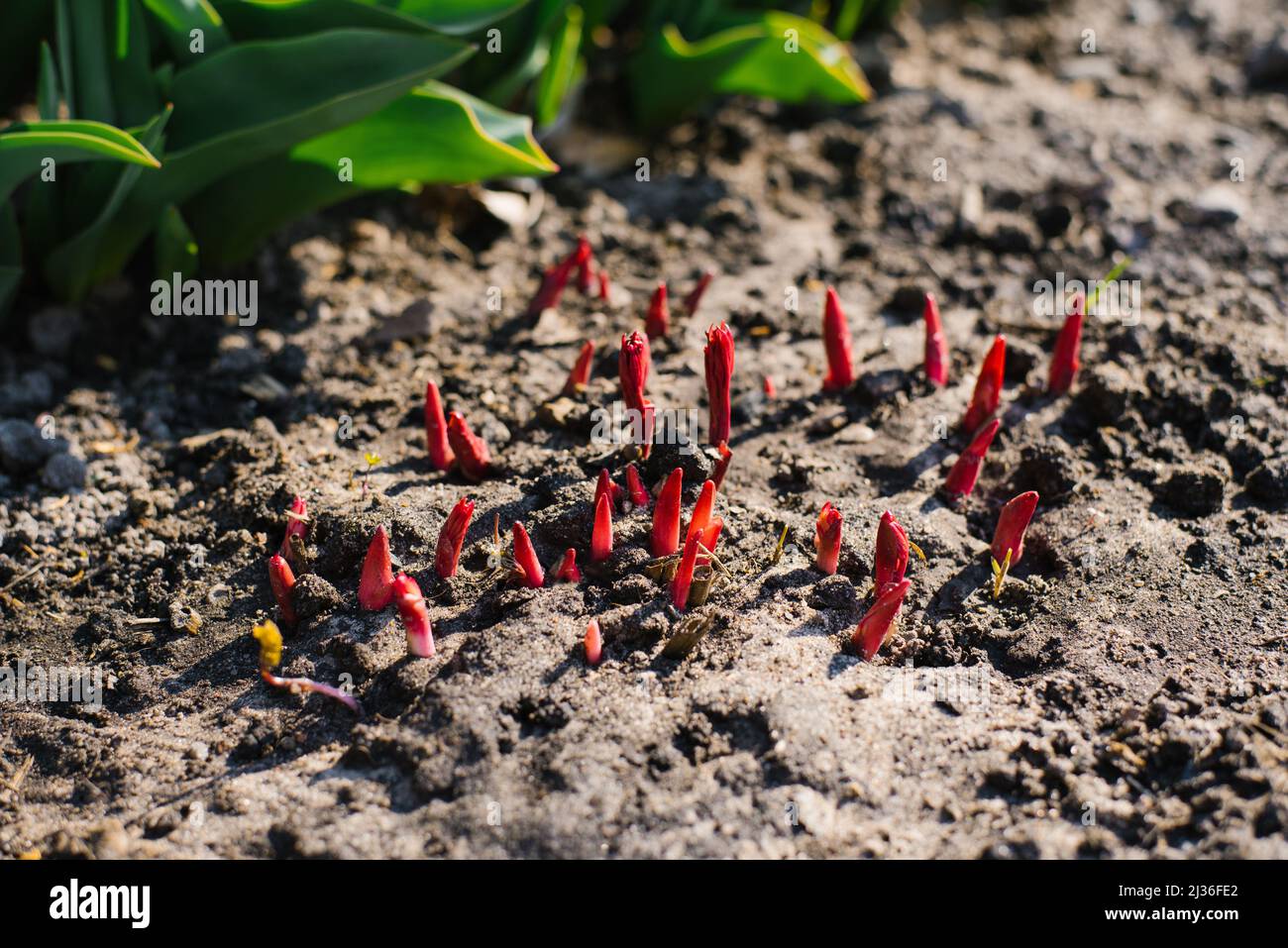 Peonies sprouts in early spring garden Stock Photo - Alamy