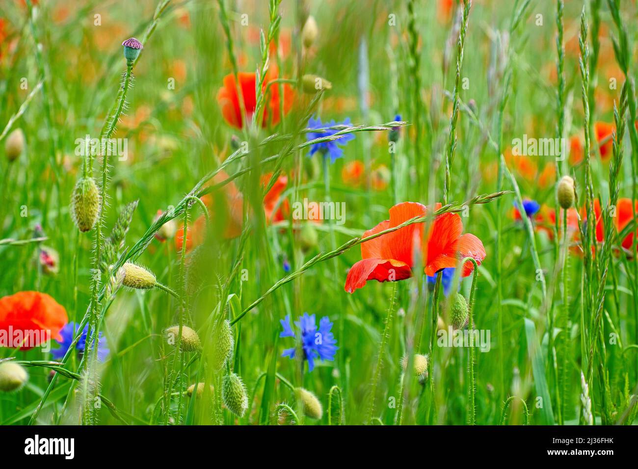 The corn poppy shines in the red color splendor. When a green meadow is ...