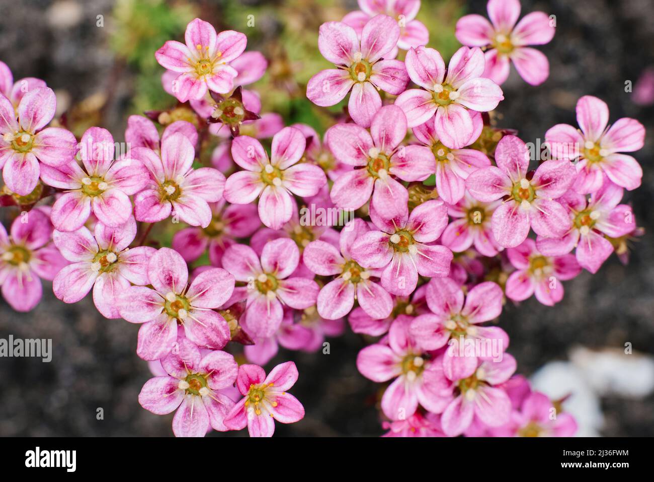 Beautiful little pink purple flowers hi-res stock photography and ...