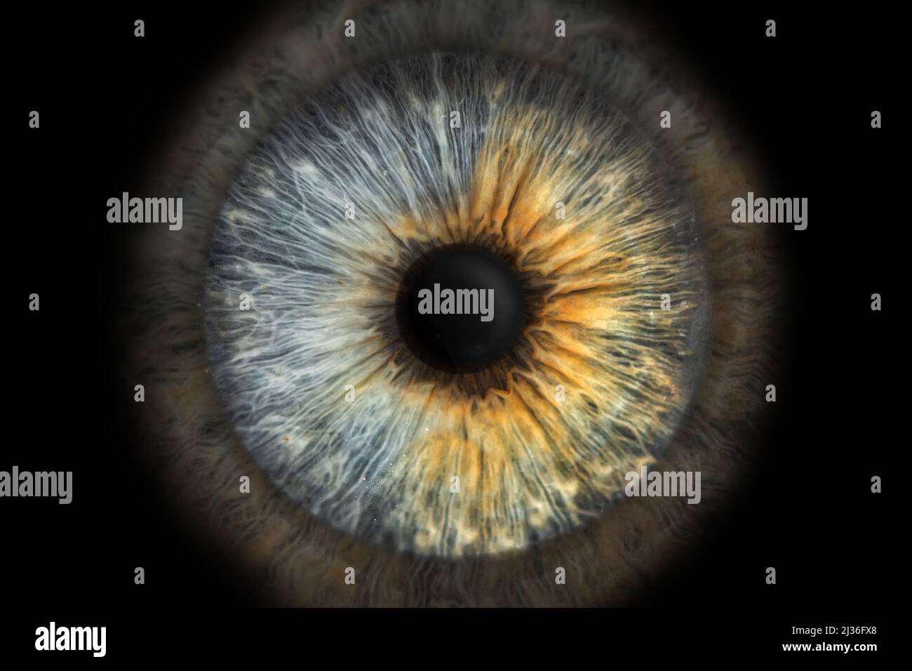 spectacular close-up (macro photo) of the iris of a two-colored eye ...