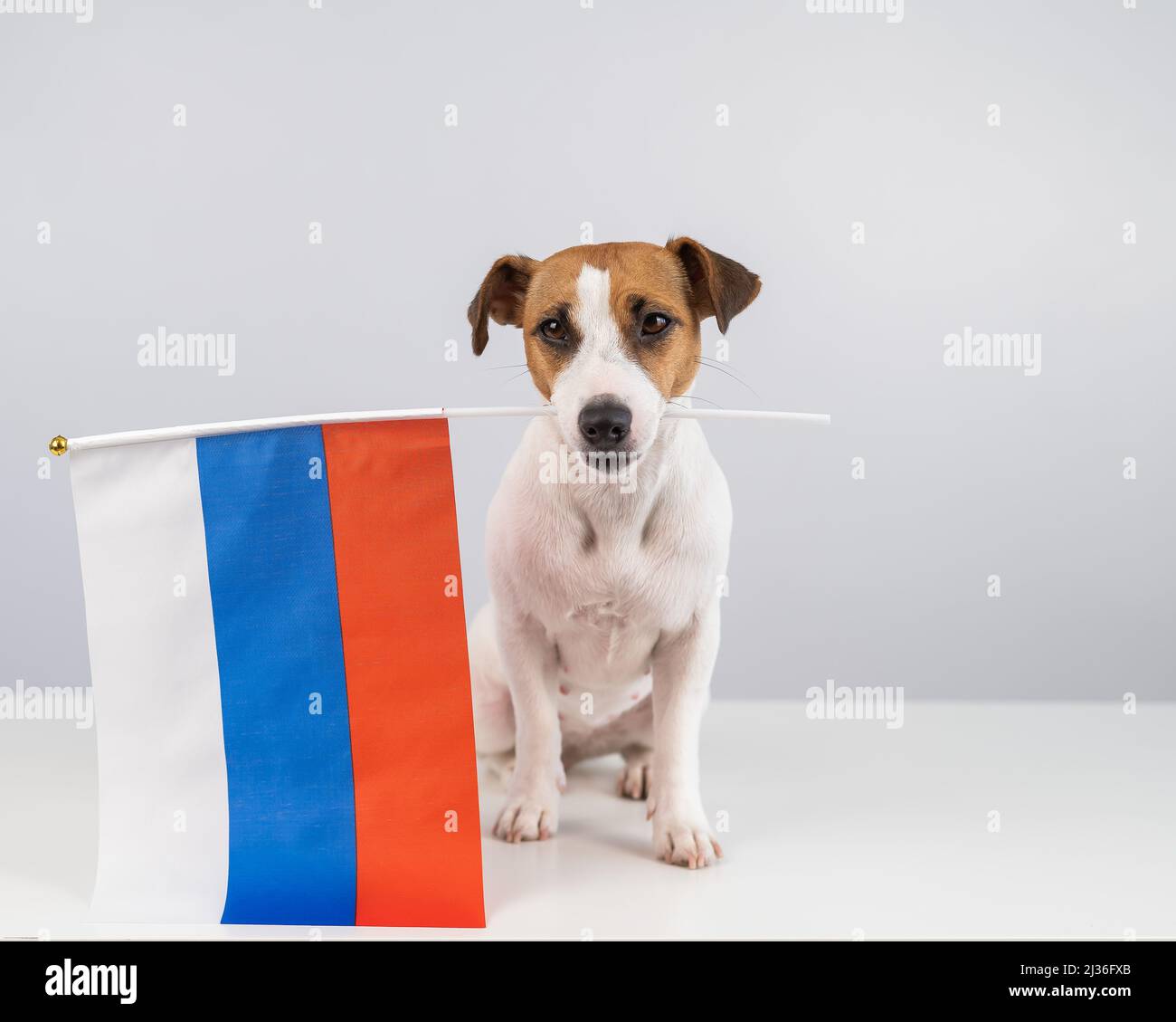 Jack Russell Terrier dog holding a small flag of the Russian Federation ...