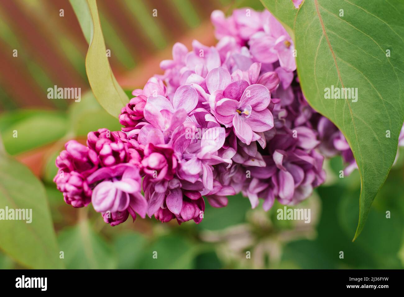 Blooming purple lilac hi-res stock photography and images - Alamy