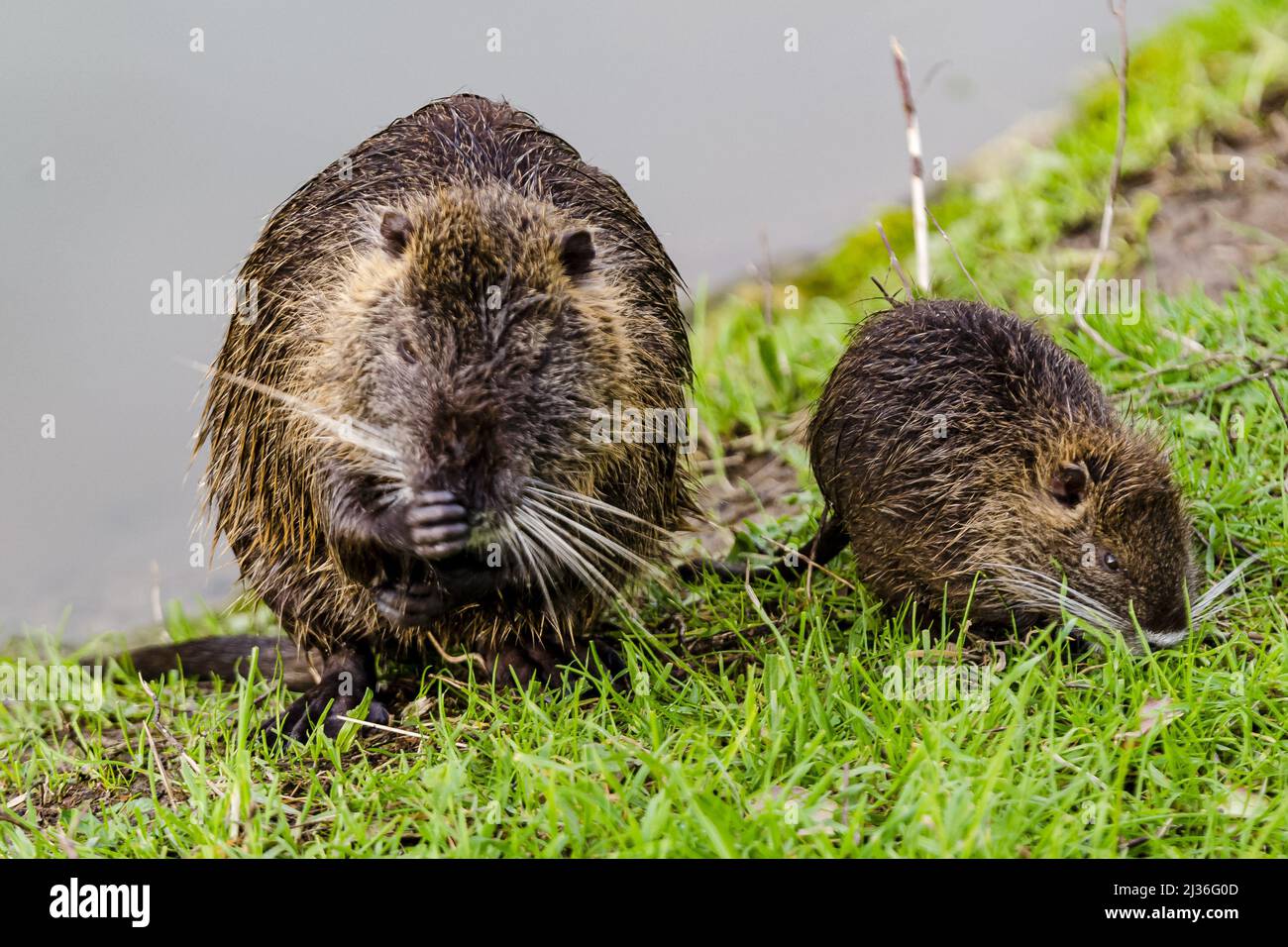 Nutria myocastor coypus group hi-res stock photography and images - Alamy