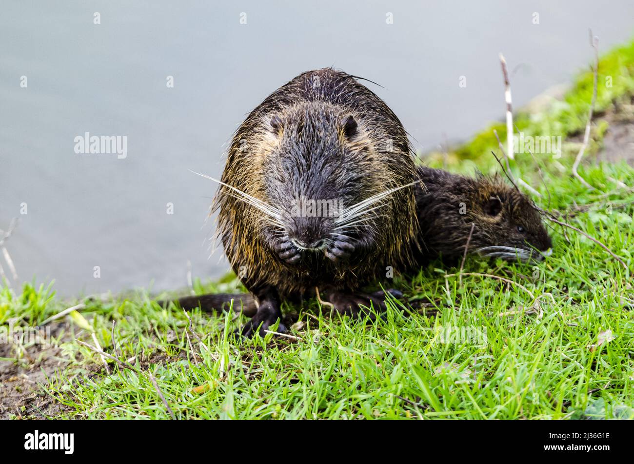 Nutria myocastor coypus group hi-res stock photography and images - Alamy